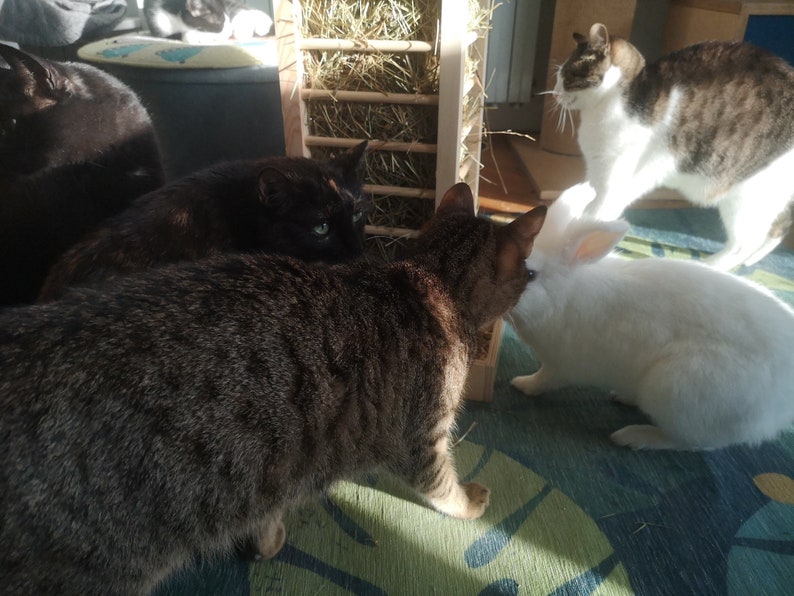 Nibbler Haytower Bunny Rabbit Hay Holder Hay Tower Hay - Etsy