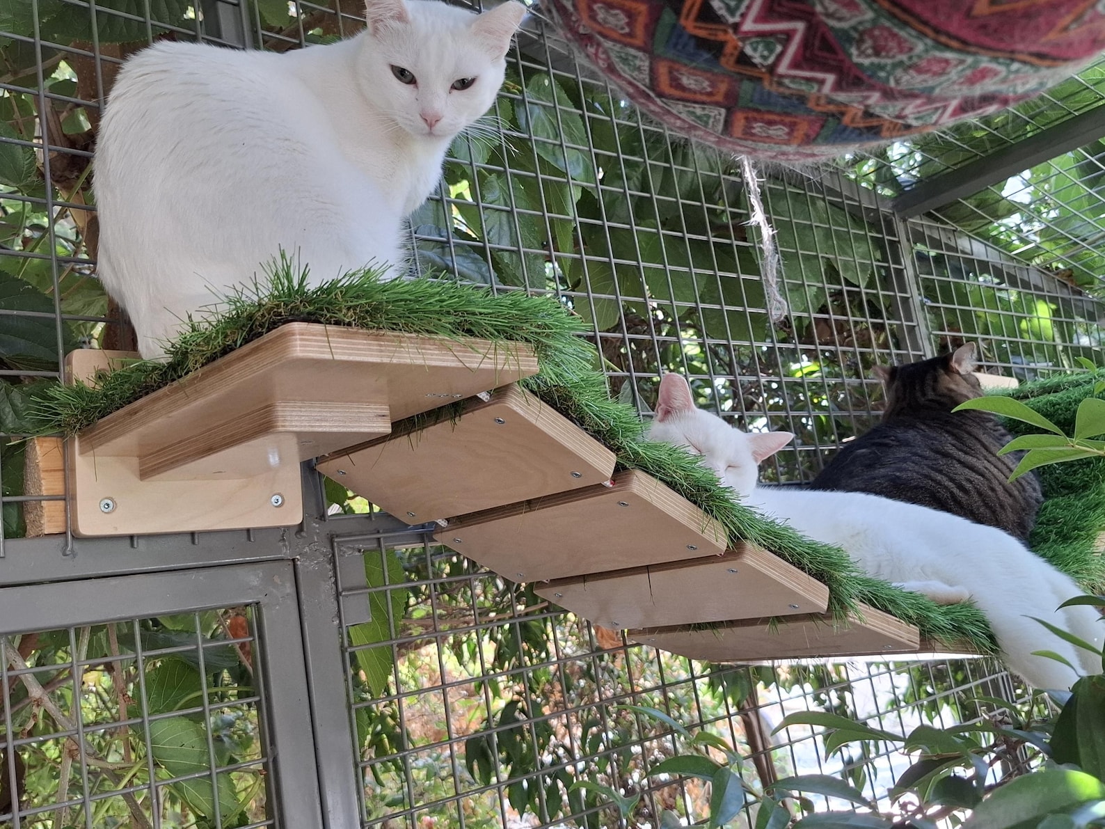 Catio Widebridge, Outdoor Cat Bridge With Wide Slats (1-step - 1-step ...