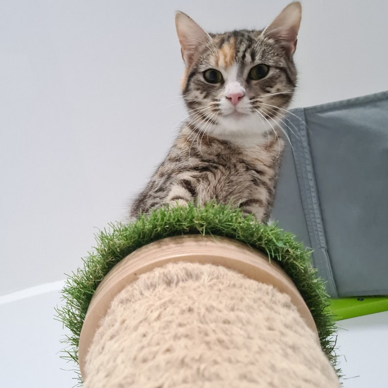 Mounty Post Cat Scratching Pole Cat Post Cat Climber Cat - Etsy