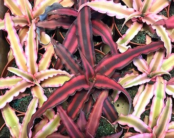 Cryptanthus | Etsy