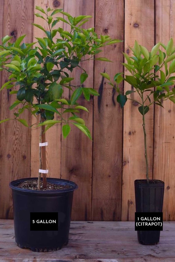 Excludes: CA,TX,LA,Az Honeybell Hybrid Citrus Dwarf Minneola Tangelo ...