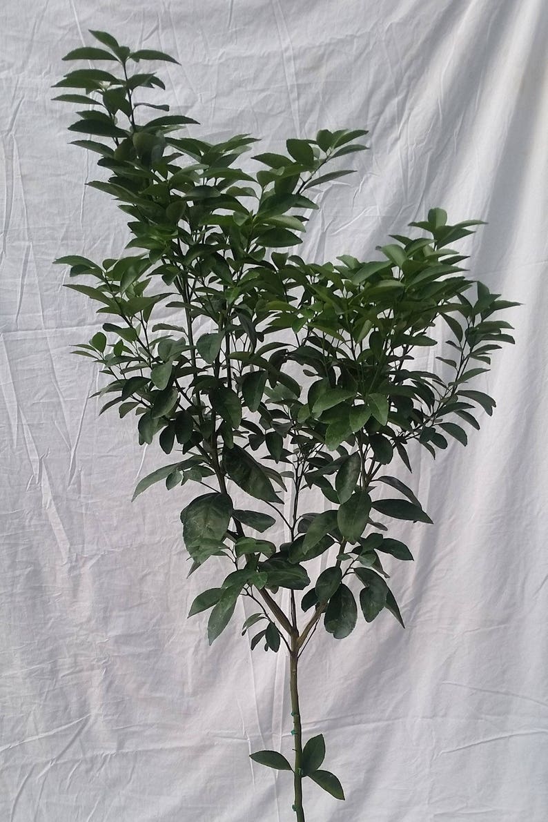Murcott honey tangerine tree - saadbros
