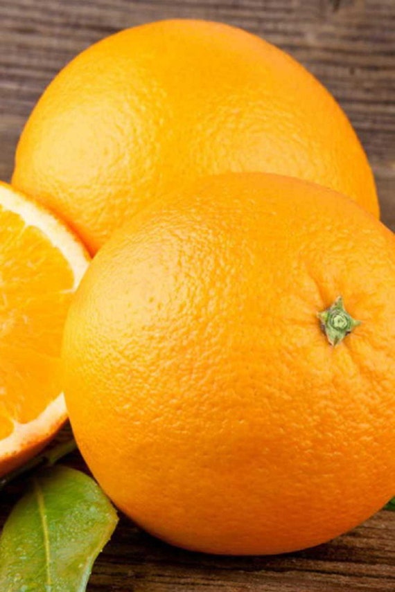 Excludes: CA,TX,LA,Az Honeybell Hybrid Citrus Dwarf Minneola Tangelo ...