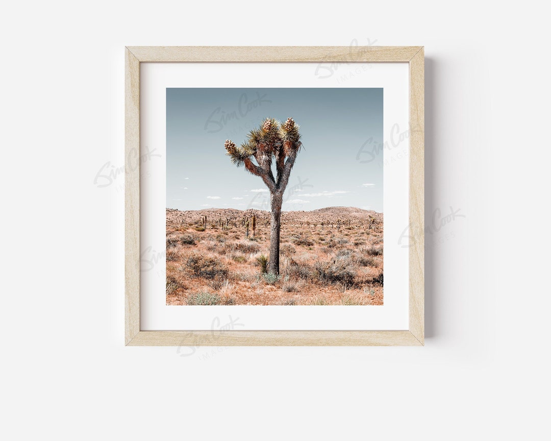 Joshua Tree Print, Square Print, Wall Art, California, Joshua Tree ...