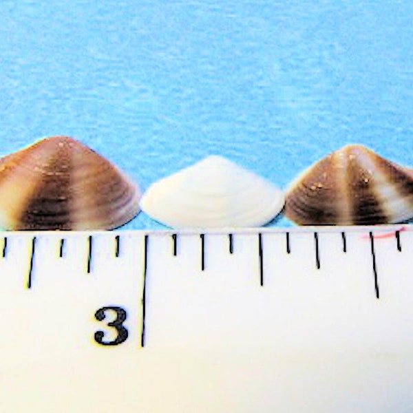 Coquina Art - Etsy