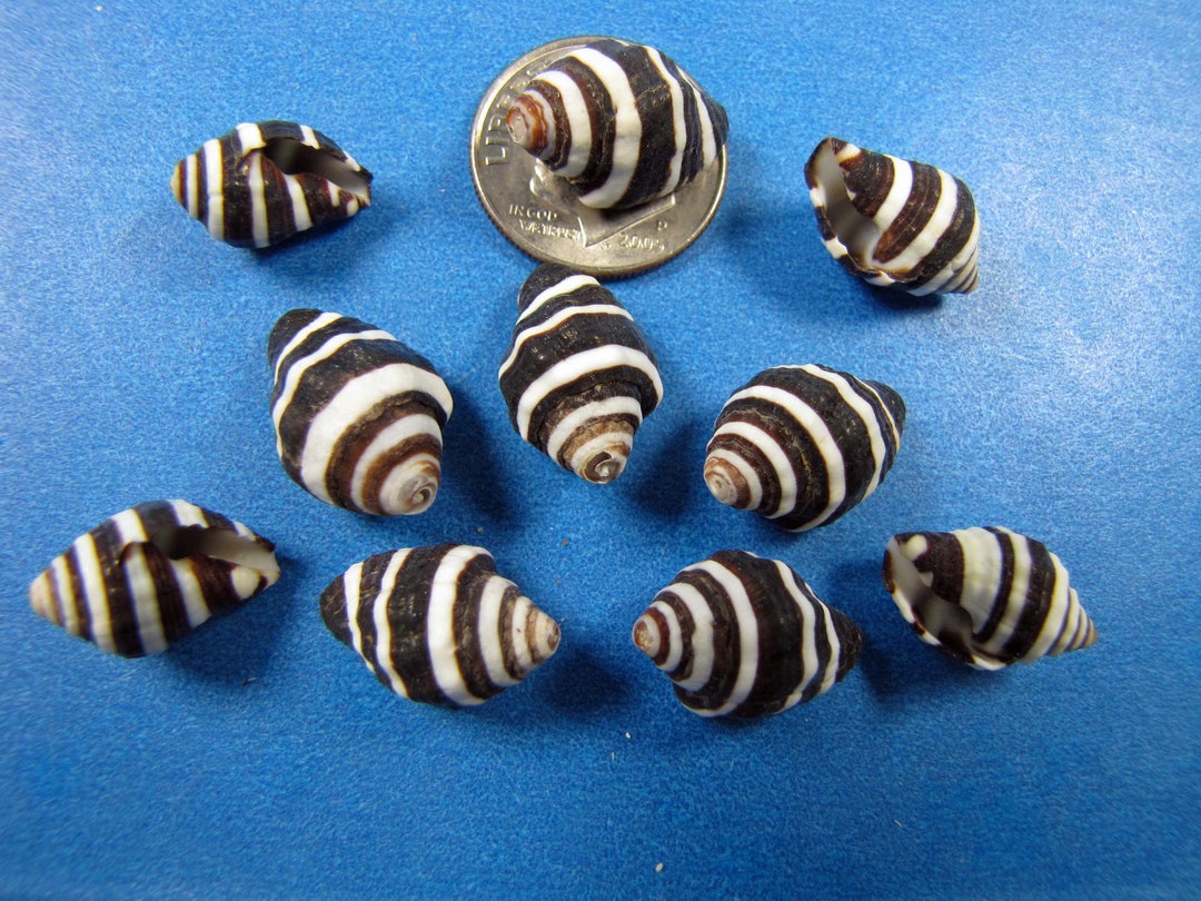 Beehive Seashells 3/8"-5/8" (12) Black-white Bumble Bee Shells, Hand ...