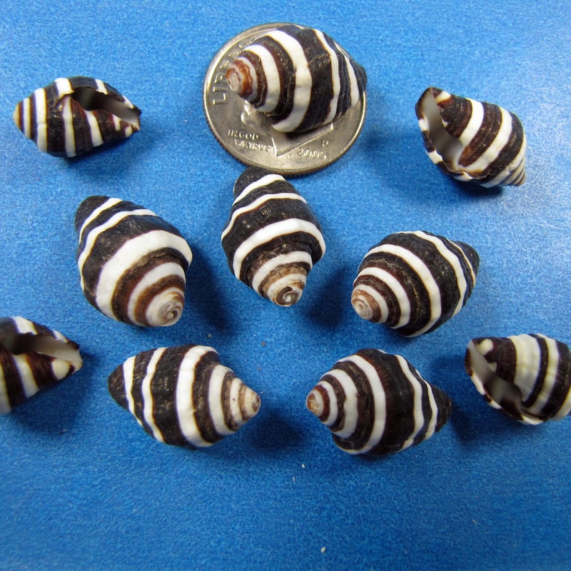 Beehive Jewelry - Etsy