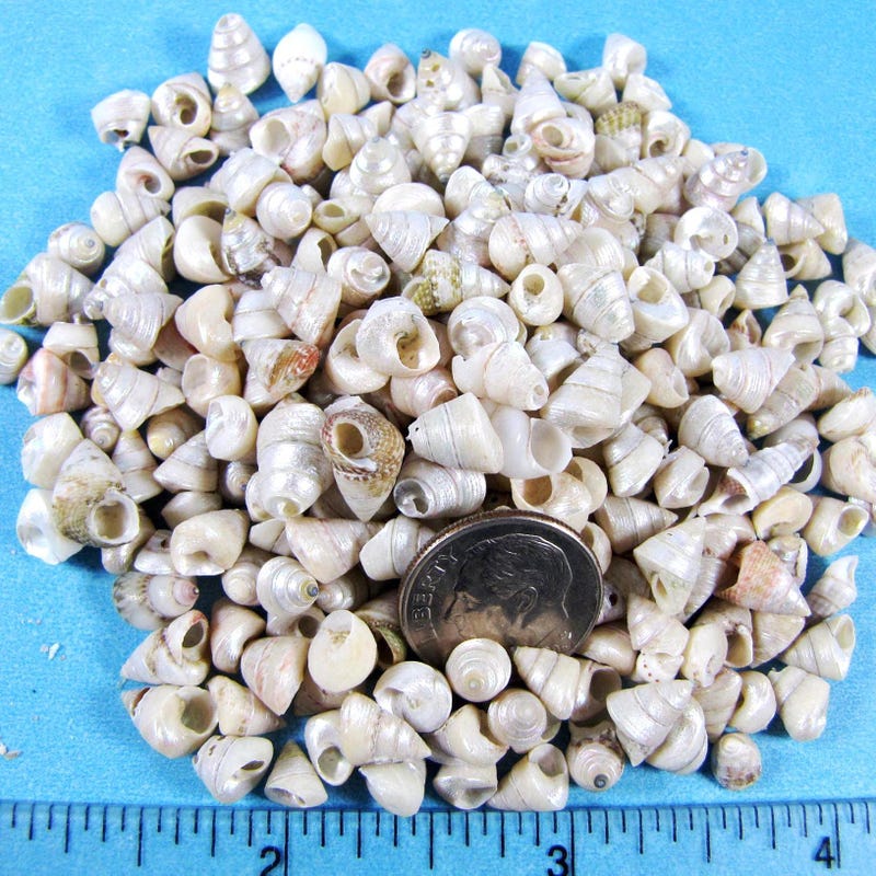 Trochus Shell - Etsy