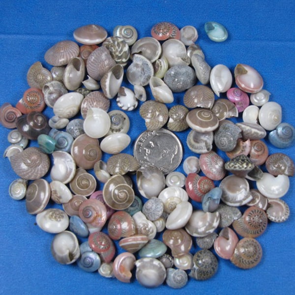 Natural Seashells - Etsy