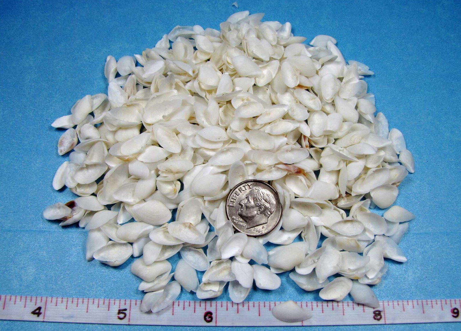 White Coquina 1/2" Clam Seashells 1/4 Cup = 500+ Shells- Washed, Sorted ...