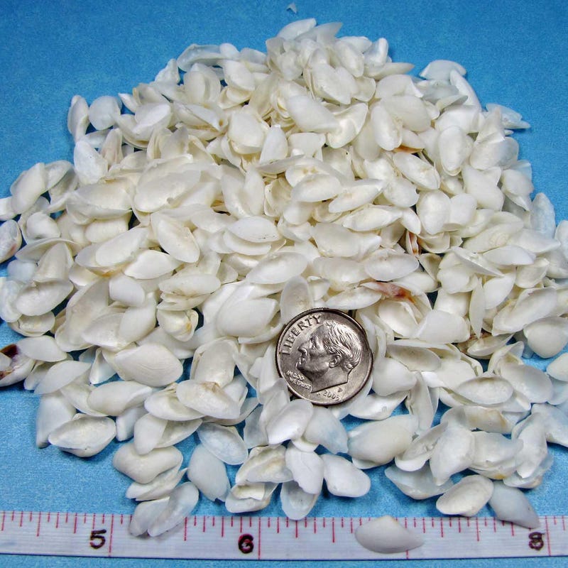 Small Clam Shells Art - Etsy