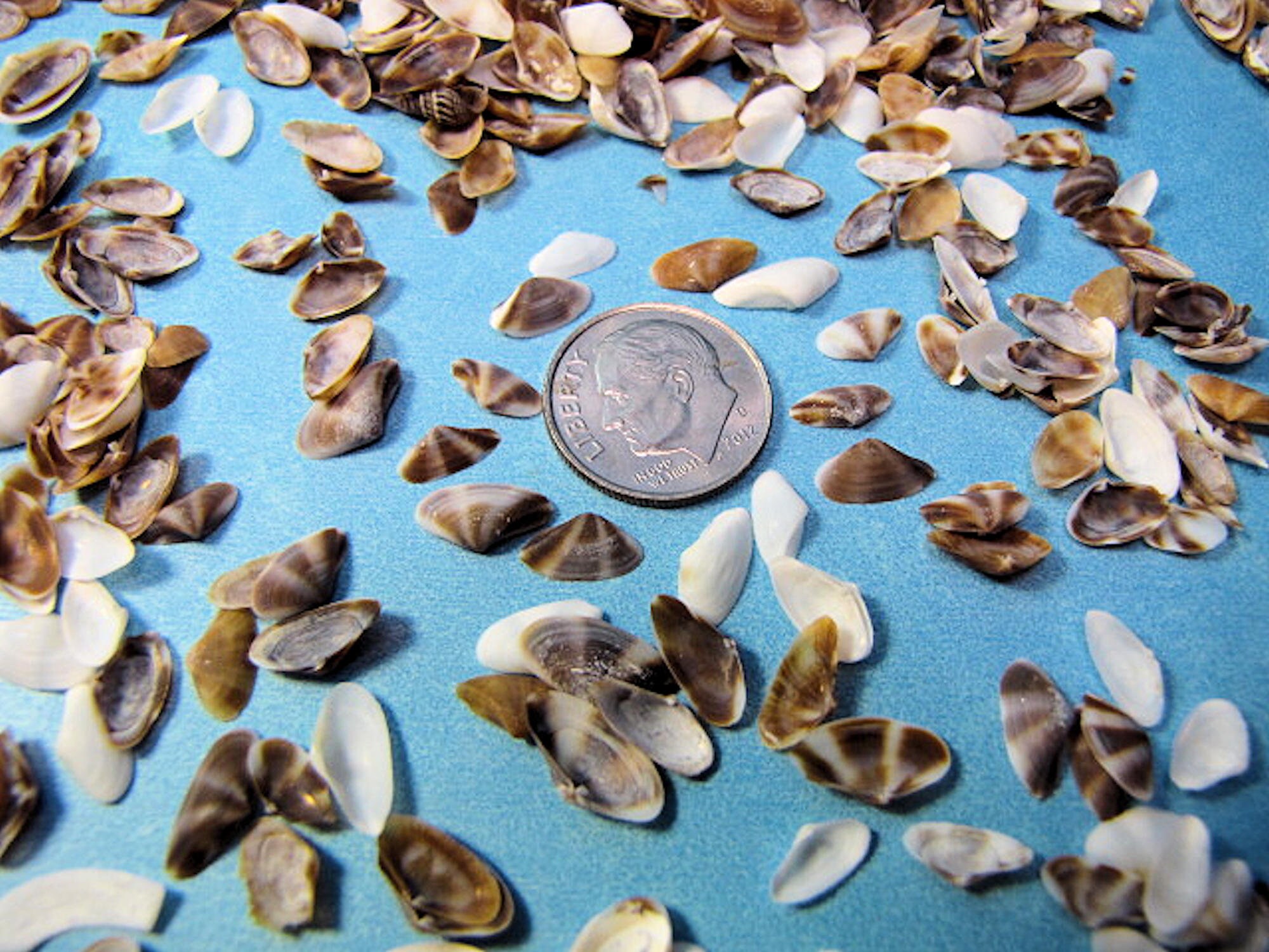 Tiny baby brown & white coquina seashells 1/4 cup about 1000 | Etsy