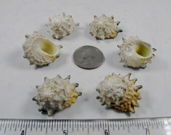 Astraea Calcar Shells Spurred Turban Shells 1/2 1 - Etsy