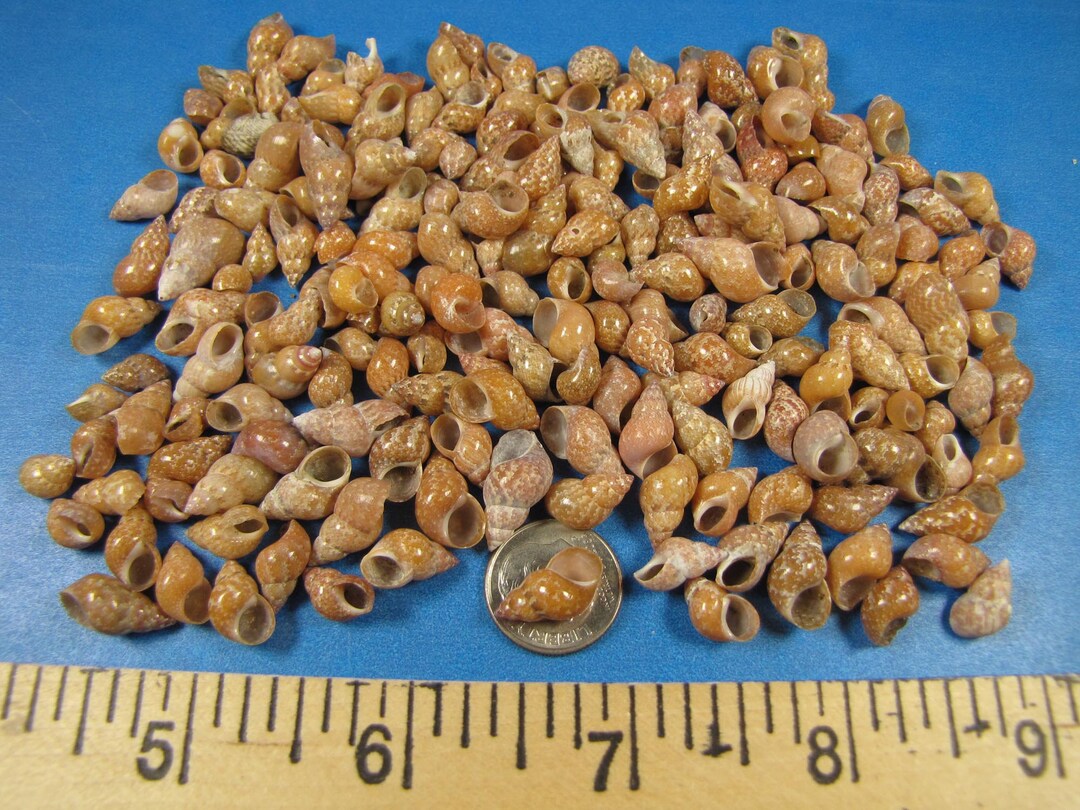 Philippine Melissa Seashells 1/4" Cup = 200 Shells- Washed, Sorted ...