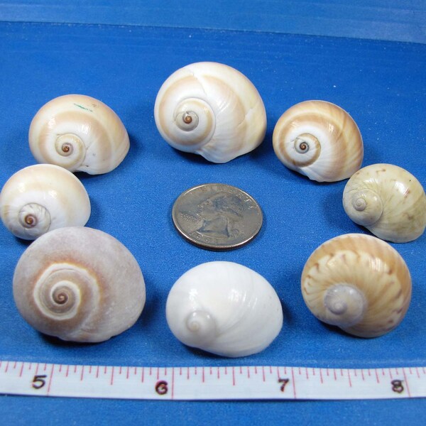 Moon Snails - Etsy