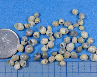 Strawberry Top Seashells clanculus Puniceus Craft Shells - Etsy