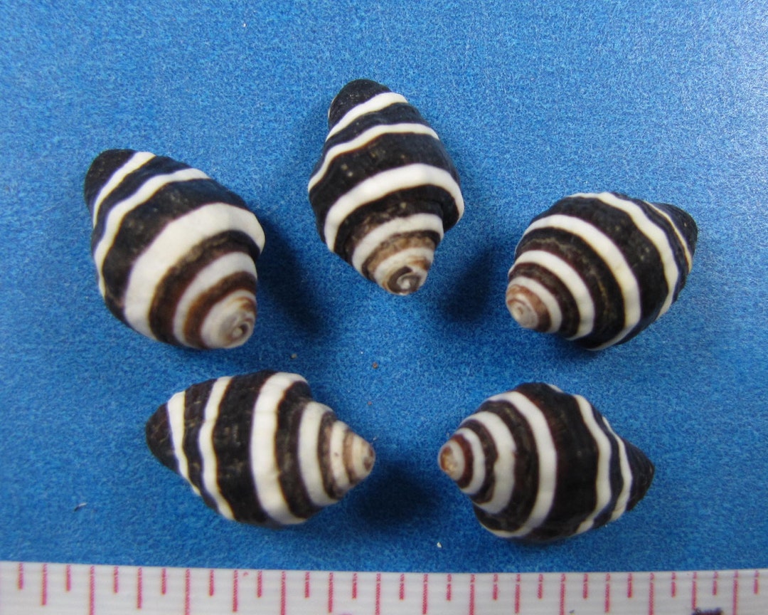 Beehive Seashells 1/23/4 12 Black-white Bumble Bee Shells, Sailors ...