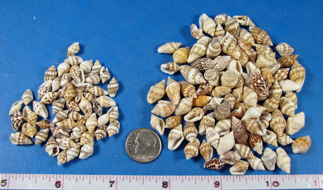 Tiny Mixed Nassa Snail Shells (3/8"-5/8") 2 Sizes-your Choice-washed ...