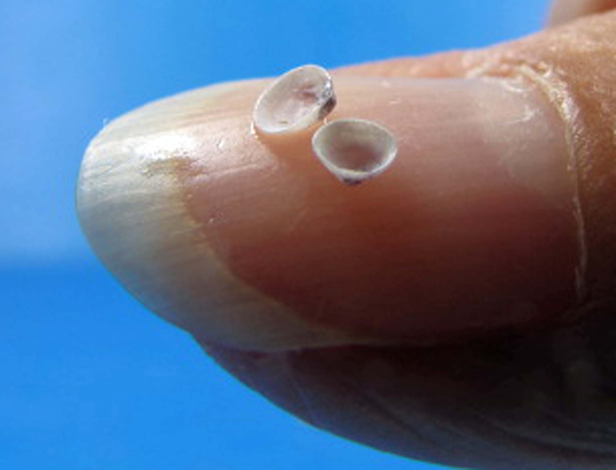 Micro Mini False Quahog Clam Shells 1/161/8 - Etsy