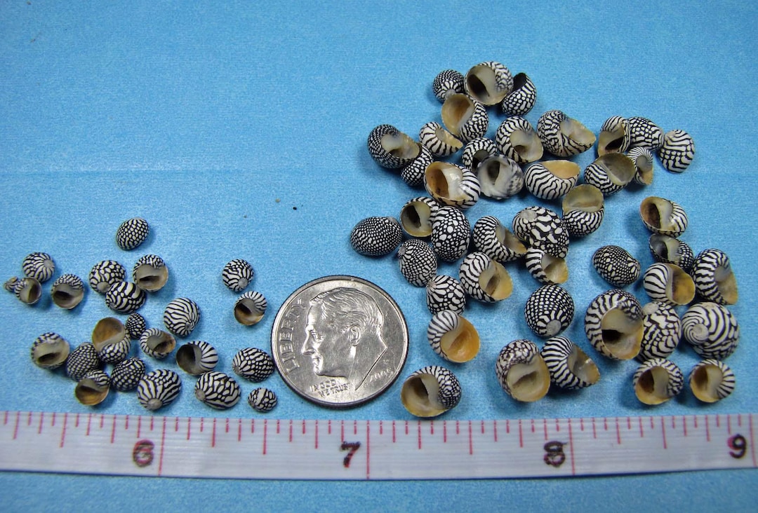Mini Zebra Nerite Seashells, Black/white Snail Shells, 2 Sizes (1/8"-3/ ...