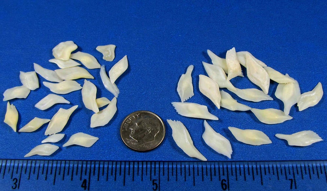 Natural Gar Scales -vintage-hand Selected (2 Sizes 3/8" -1") Sailors ...