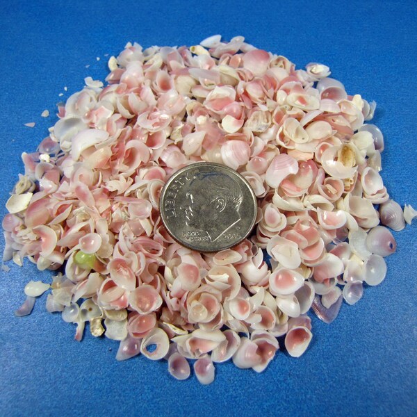 Broken Shells - Etsy