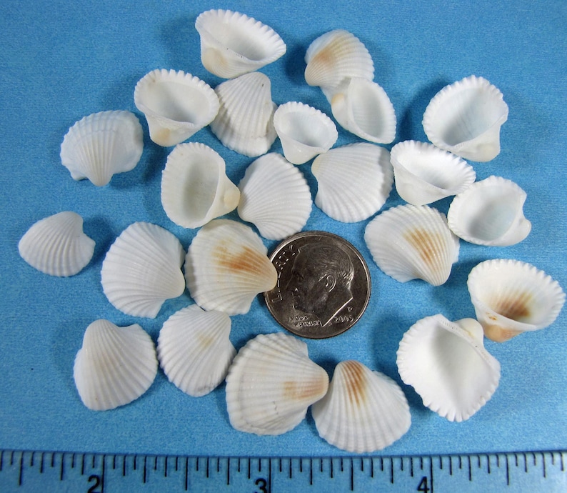 Tiny White Granosa Clam Shells –2 Sizes- Beach Decor, Shell Craft - Etsy