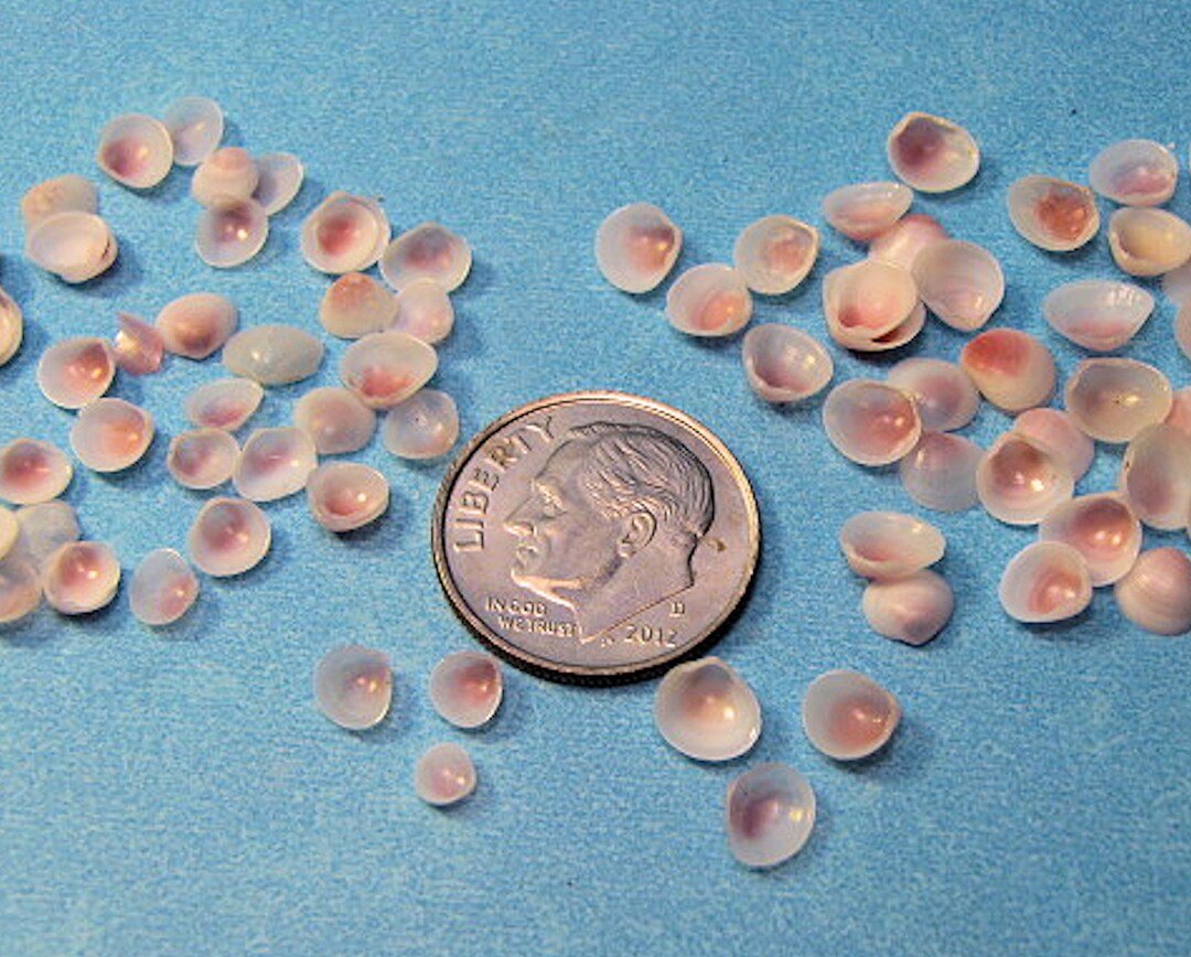 Tiny Apple Blossom Seashells 100 Hand Selected -2 Sizes (1/8"-1/4") or ...