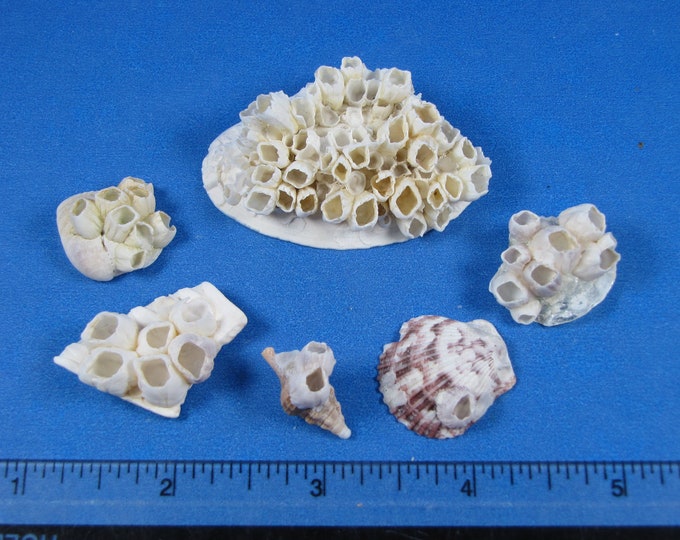 Florida Barnacles on Seashells Choice 3/42 1/4 Beach Decor, Seashell ...