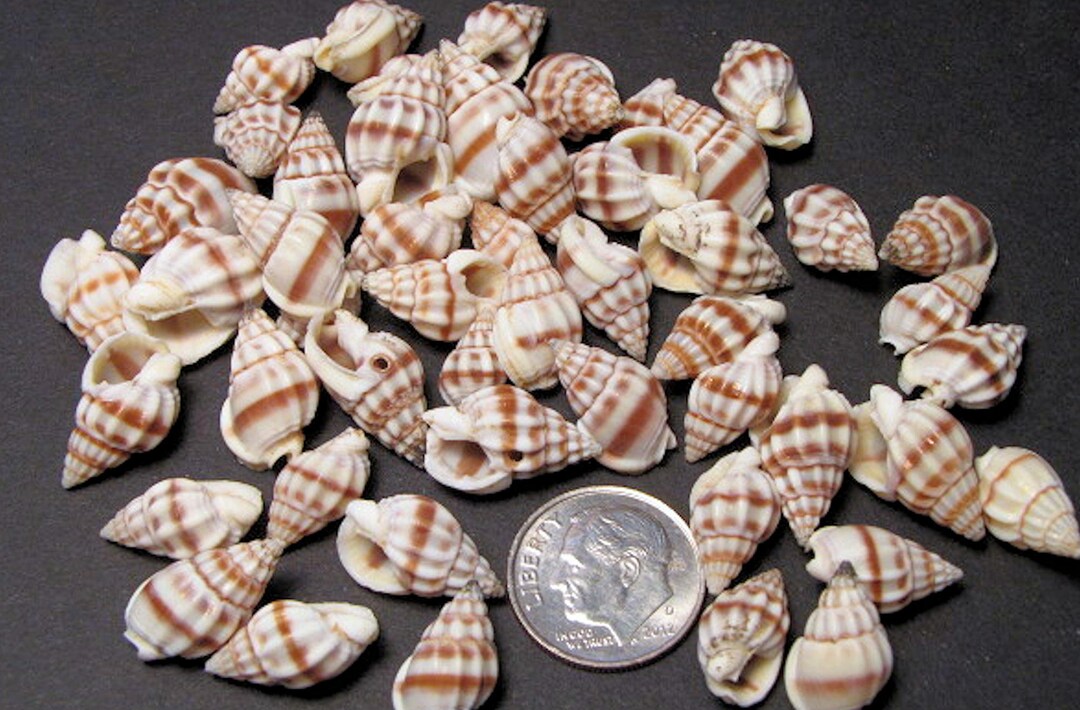 50 Red Banded Nassa Seashells 1/2"-3/4" Brown/white Snail Shells ...