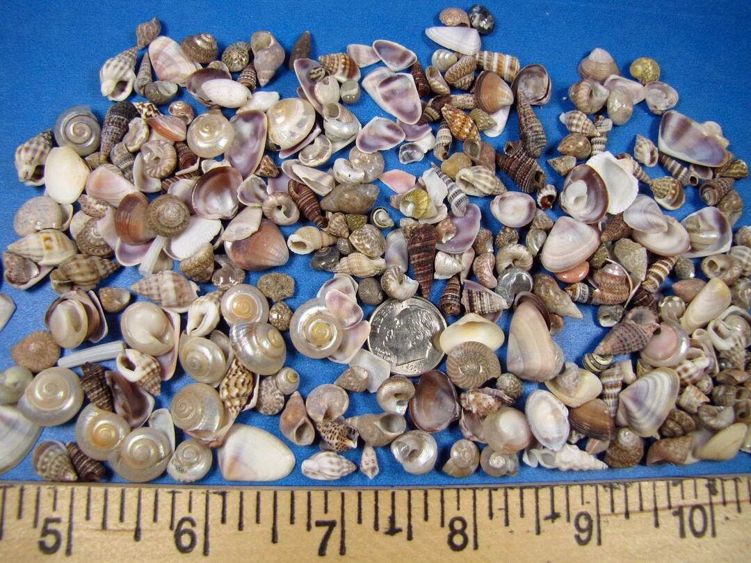 Tiny Indian Ocean Shell Mix (1/4 Cup 200+ Shells) 3/8"-3/4"- Washed ...