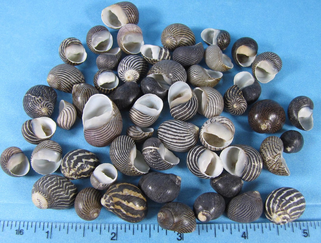 Zigzag Nerite Snail Shells 2"x3" Bag 20+ (1/2"-3/4") Black to Brown and ...