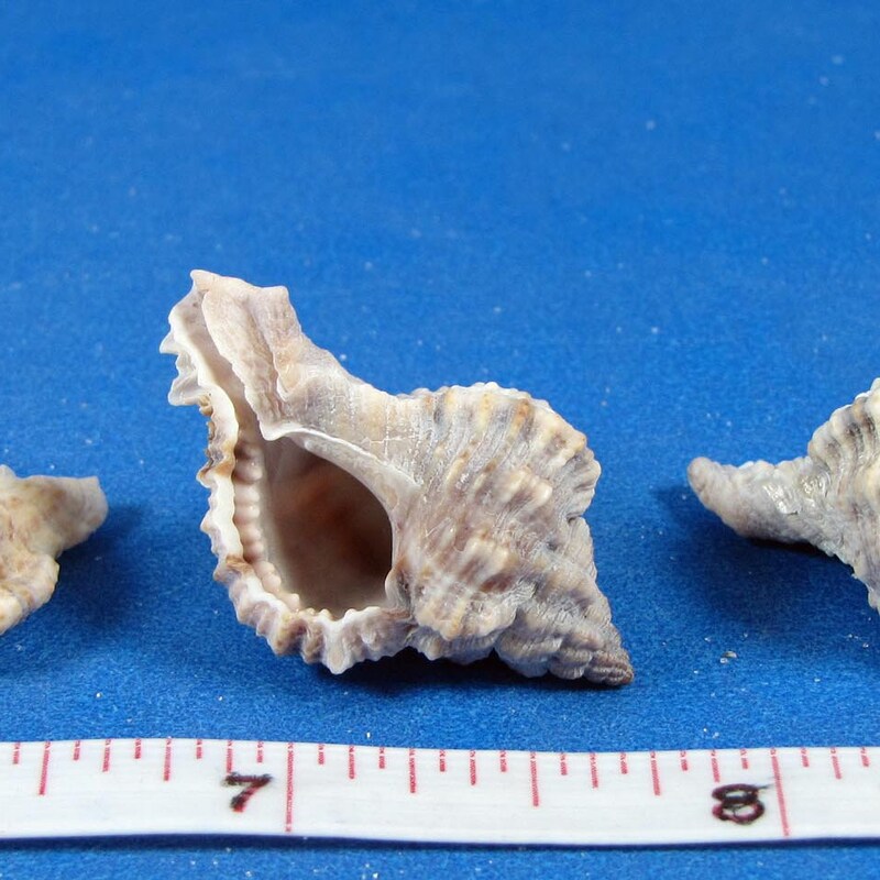Murex Shell - Etsy
