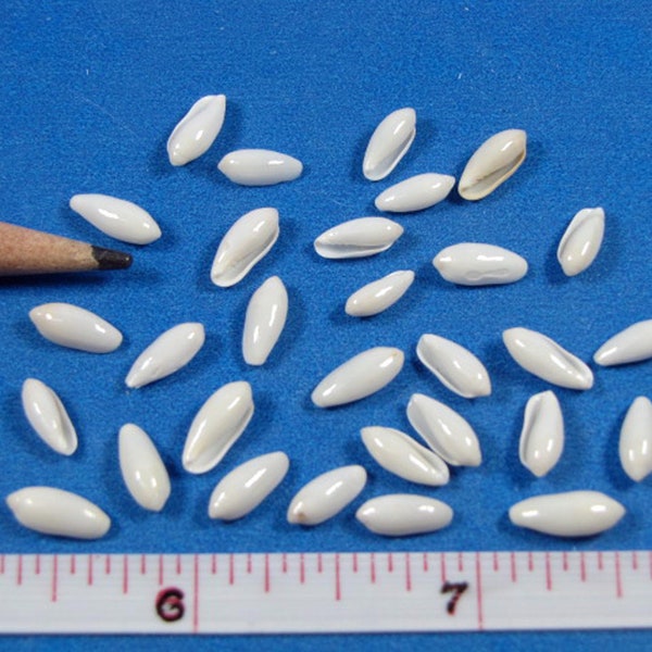 Seashell Jewelry - Etsy