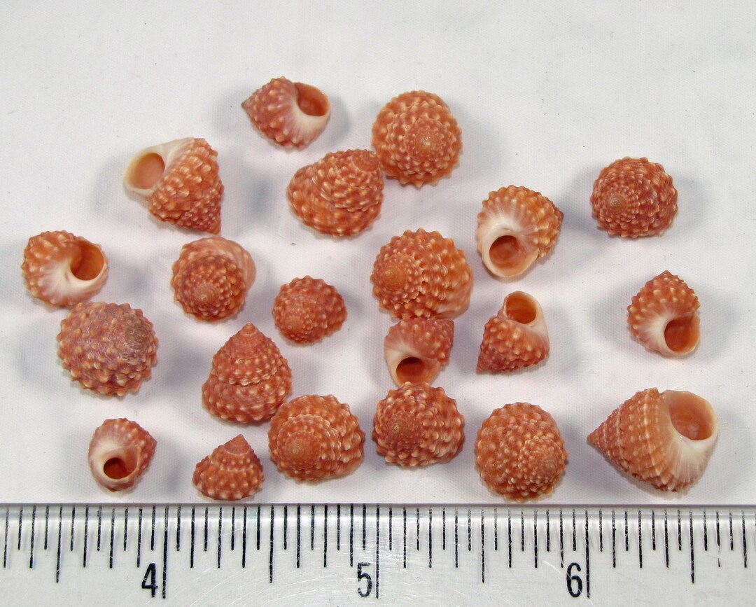 Apricot-strawberry Cumingi Top Seashells 201/4 1/2 Copper Periwinkle ...