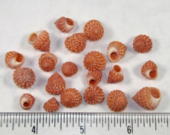 Strawberry Top Seashells clanculus Puniceus Craft Shells - Etsy