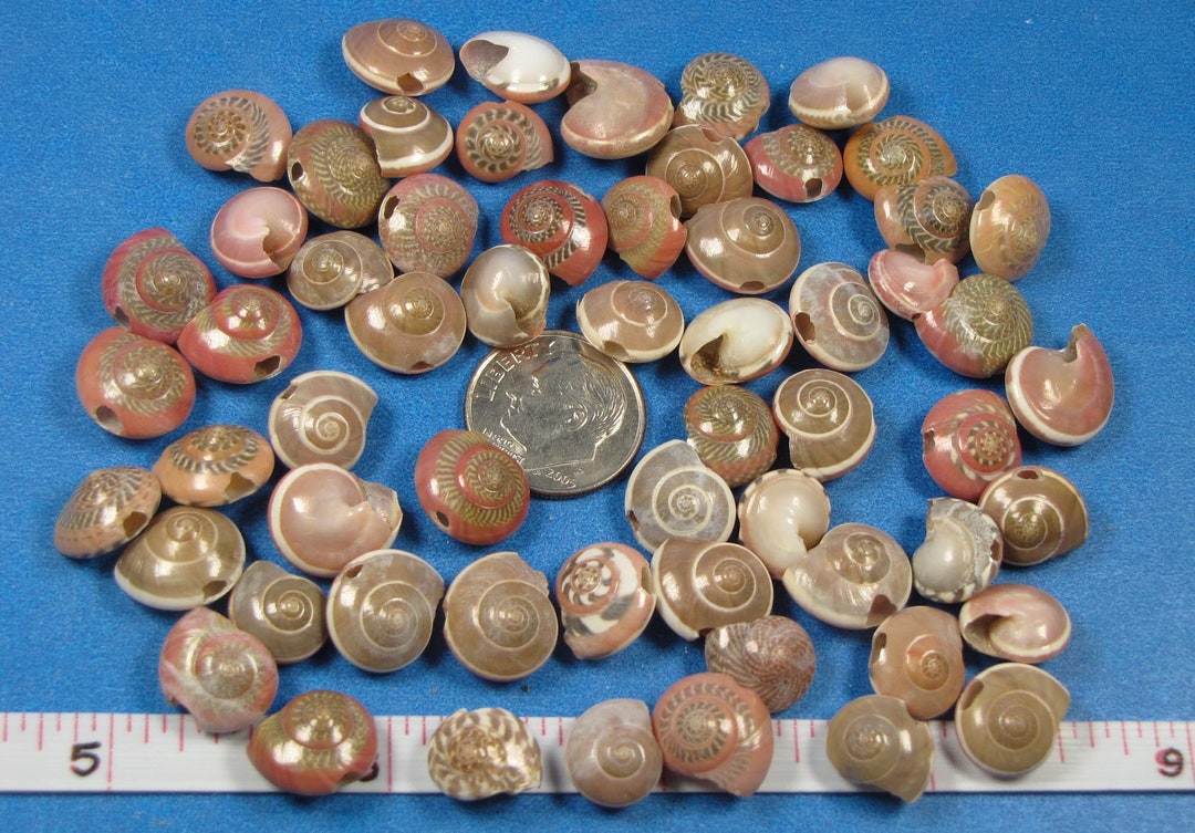 DRILLED Pink Umbonium Button Seashells (25+) 3/8"-1/2" Clean, Hand ...