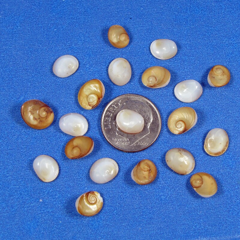 Operculum Shell - Etsy