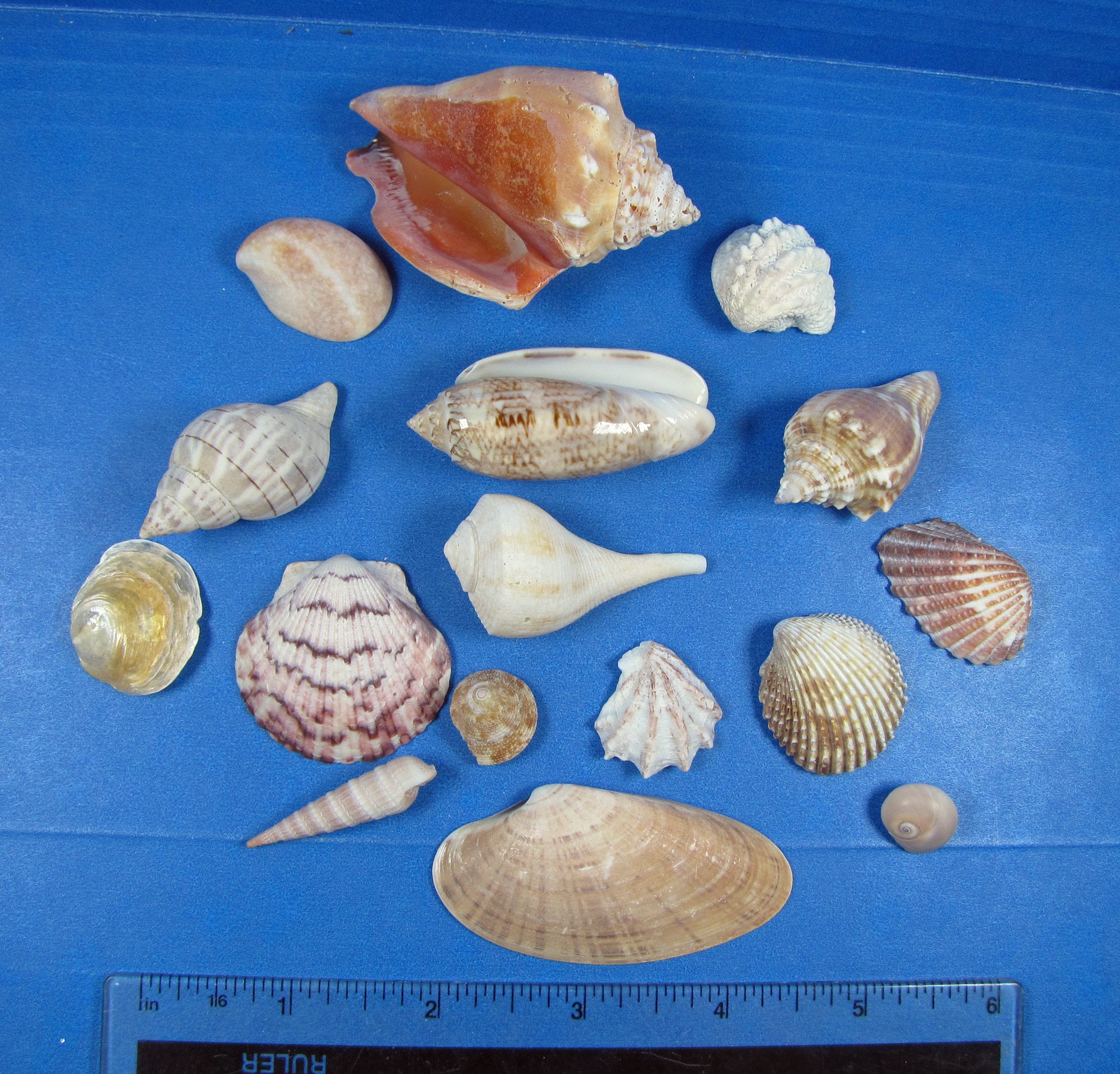Seashell Identification