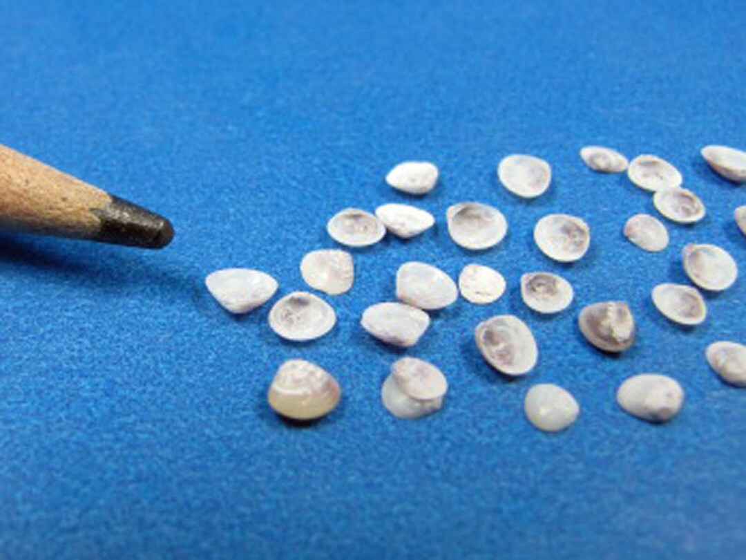 Micro Mini False Quahog Clam Shells- 1/16"-1/8" (100) White W/purple ...