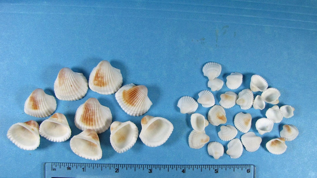 Tiny Granosa Clam Shells 2 Sizes- 1/2"- 1 1/4" Washed, Sorted,shell ...
