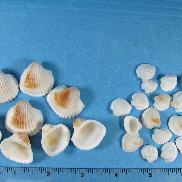 Clam Shell Jewelry - Etsy