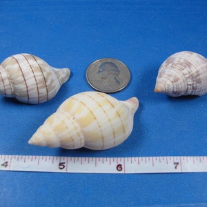 Florida Banded Tulip Snail Seashells-your Choice (under 2") Hand ...