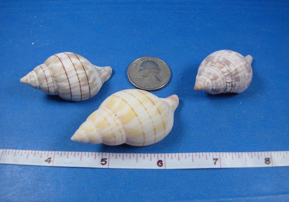 Tulip Snails Nc
