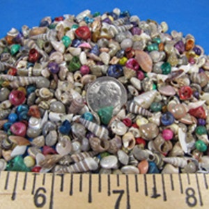 Extra Tiny Dyed & Natural Seashell Mix 1/8"x 1/2" (1/8 Cup =200+ Shells ...