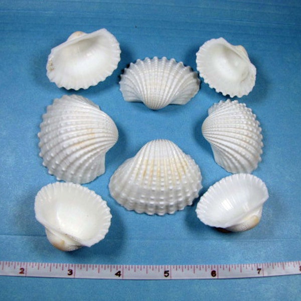 Ark Shell - Etsy
