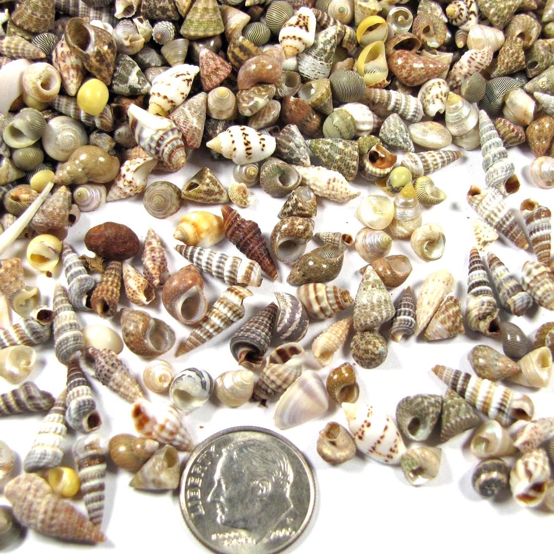 Extra Tiny All Natural Variety Seashell Mix-1 Tbls=200+(1/8"-1/2 ...