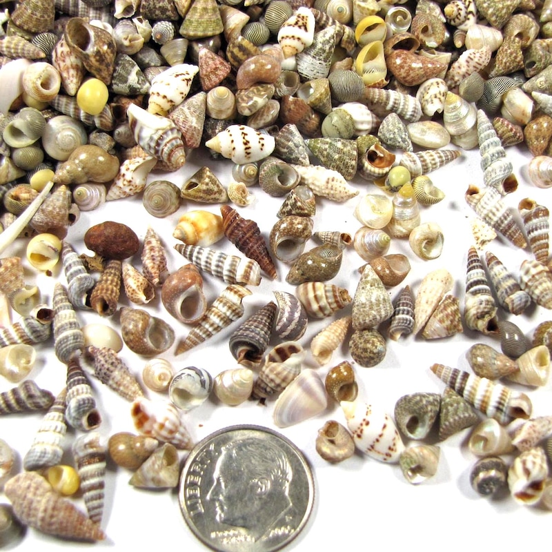 Mini Sea Shells 1/8 - Etsy