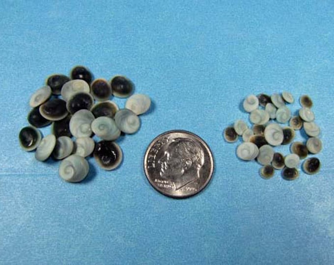 Mini Blue-green Operculum Hand Selected 2 Sizes 1/83/161/43/8 Natural ...