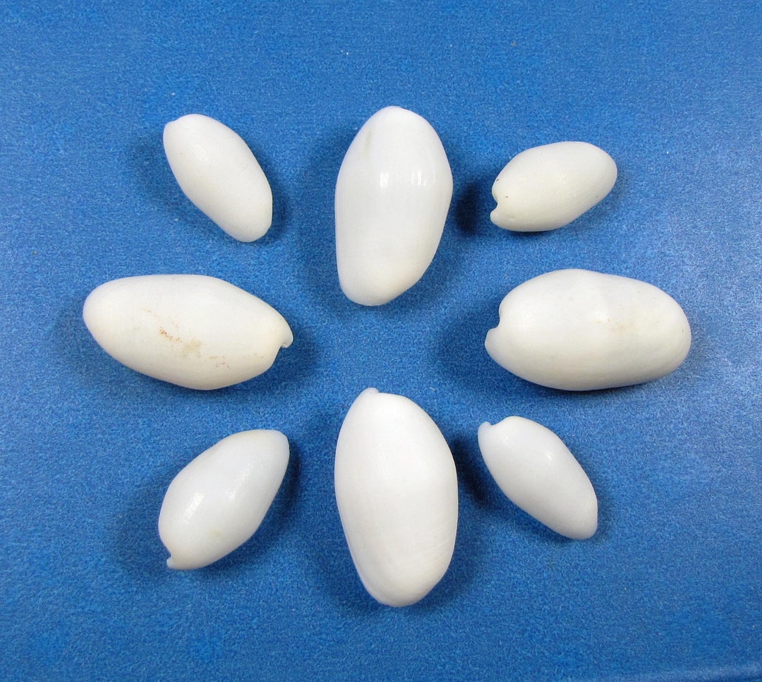 Tiny White Bubble (bullet) Shells 1/2"-1" (1/2 Cup = 50+) Shell Craft ...